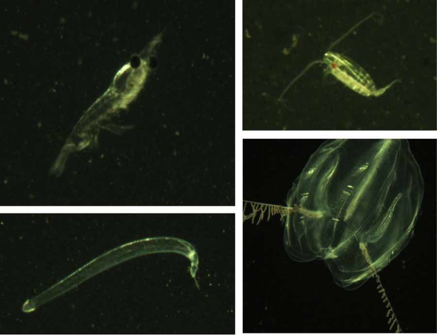 Arctic Zooplankton